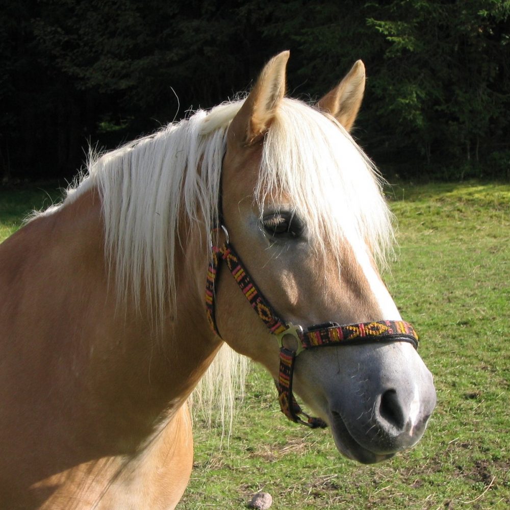 Spring horse grooming - Equine Management - Equine Products for the ...